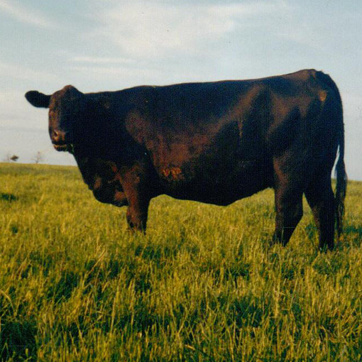 Abberton Aberdeen Angus Cattle Breeders - Breeding Something Special ...